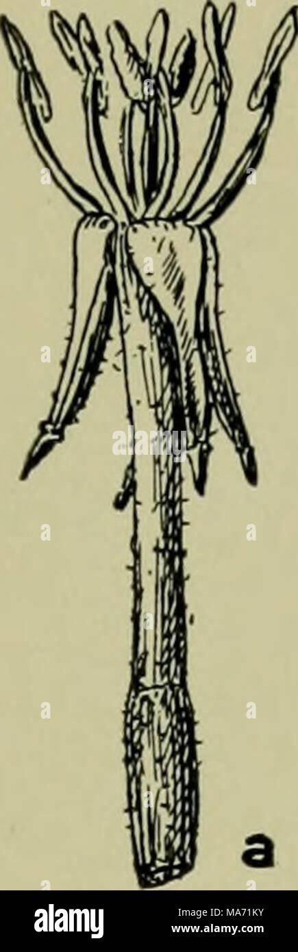 . Effects of the rays of radium on plants Stock Photo - Alamy