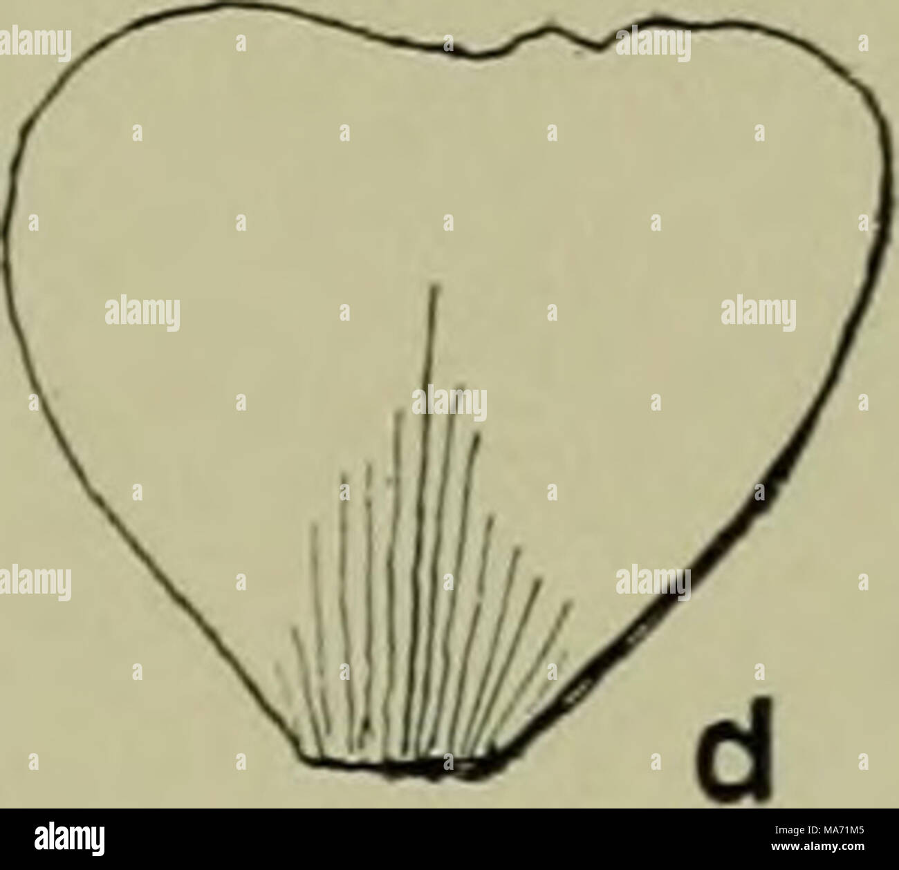 . Effects of the rays of radium on plants Stock Photo - Alamy