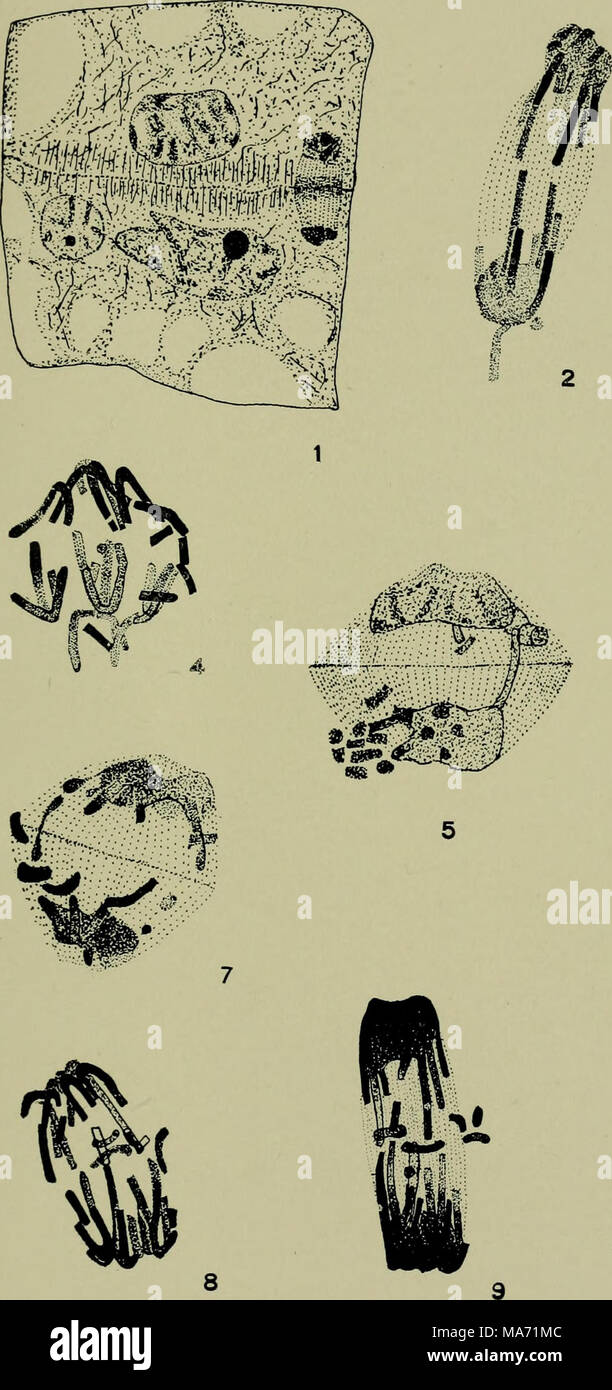 . Effects of the rays of radium on plants . b::"::-.-' ,i^l*iji:--â â â ...
