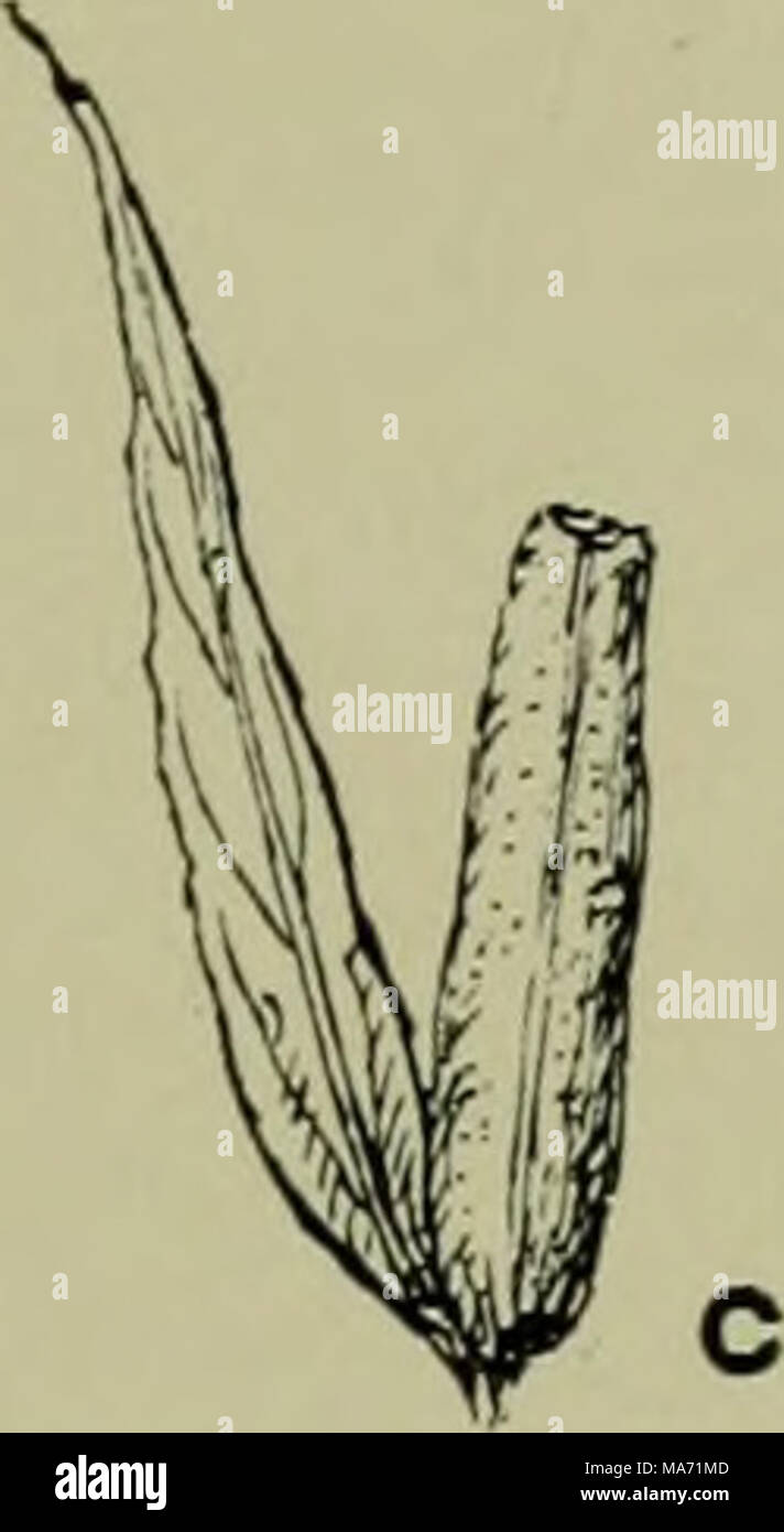 . Effects of the rays of radium on plants Stock Photo - Alamy