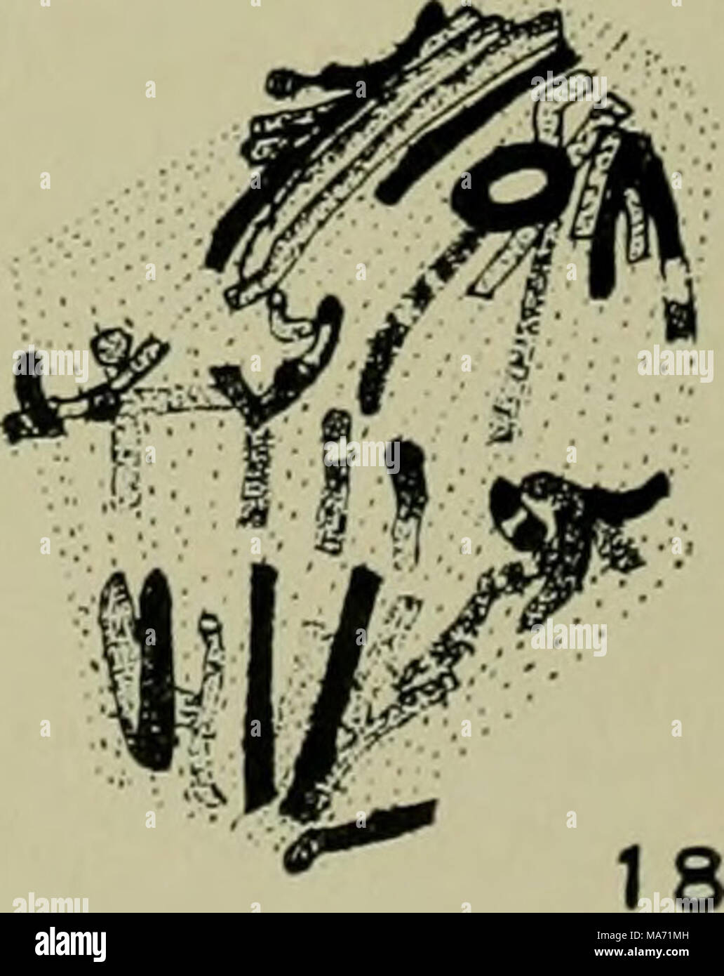 . Effects of the rays of radium on plants . c S G. d^T- EFFECTS OF ...
