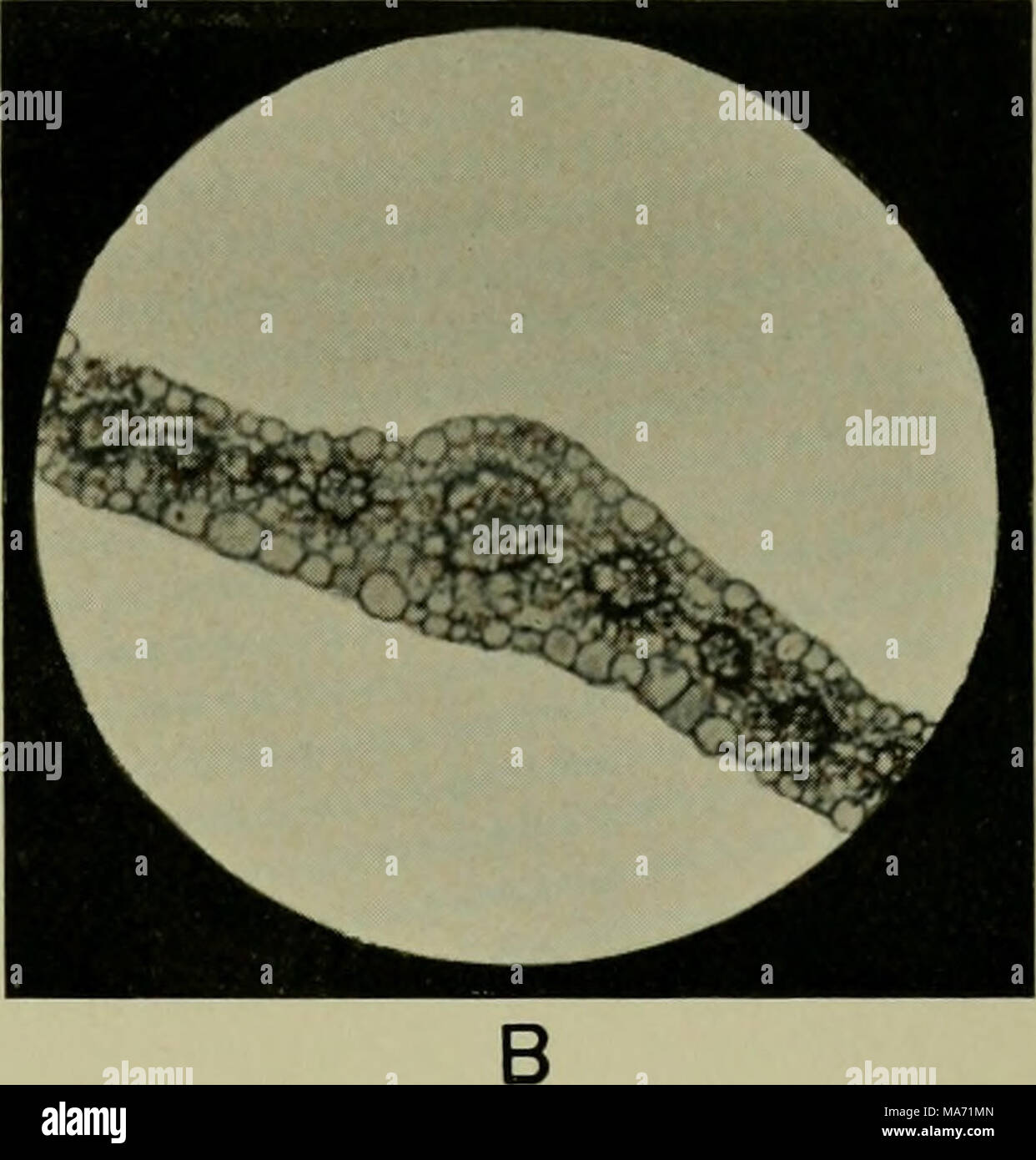 . Effects of the rays of radium on plants Stock Photo - Alamy
