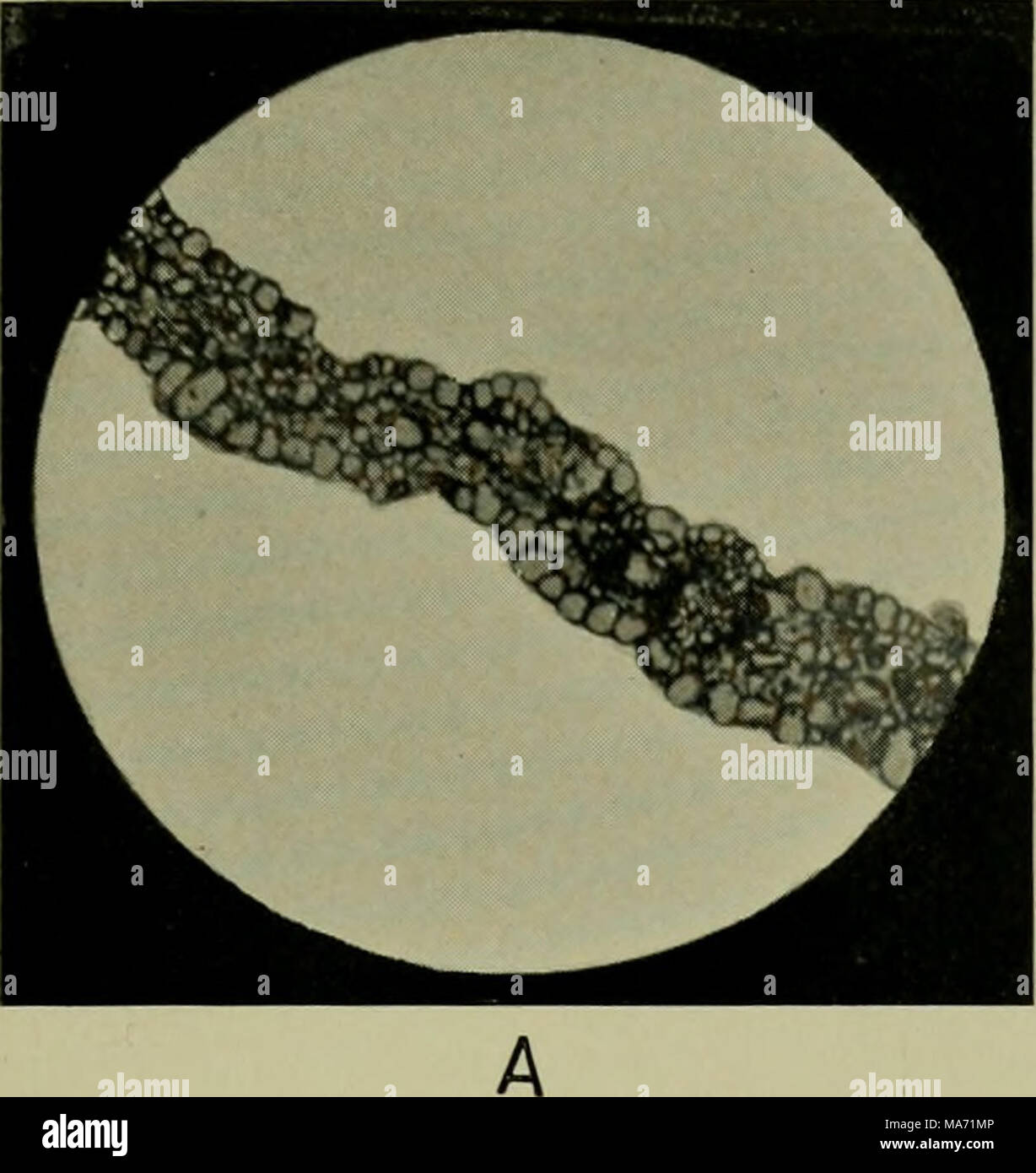 . Effects of the rays of radium on plants Stock Photo - Alamy
