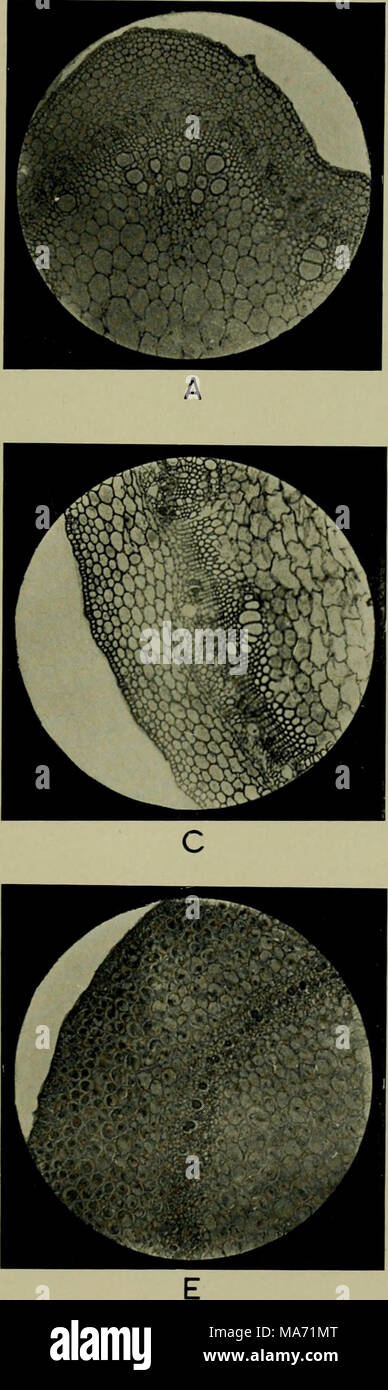 . Effects of the rays of radium on plants Stock Photo - Alamy