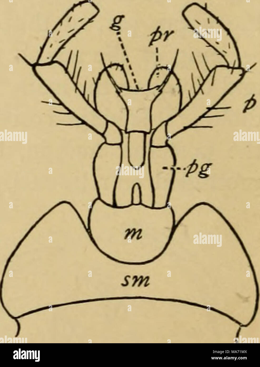 . Elementary entomology . portion (stipes) which is hinged to the ...