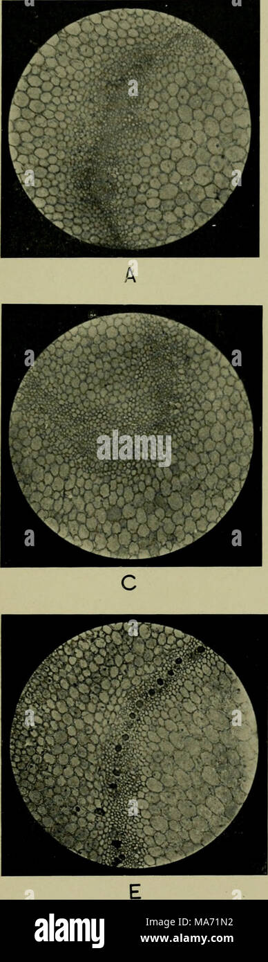 . Effects of the rays of radium on plants Stock Photo - Alamy