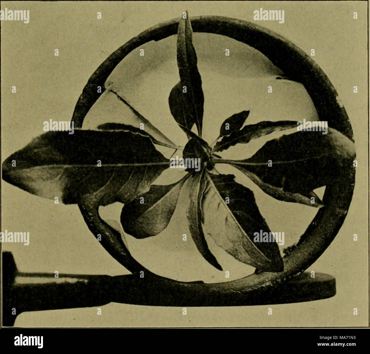 . Effects of the rays of radium on plants . Fig. 72. Onagra biennis ...