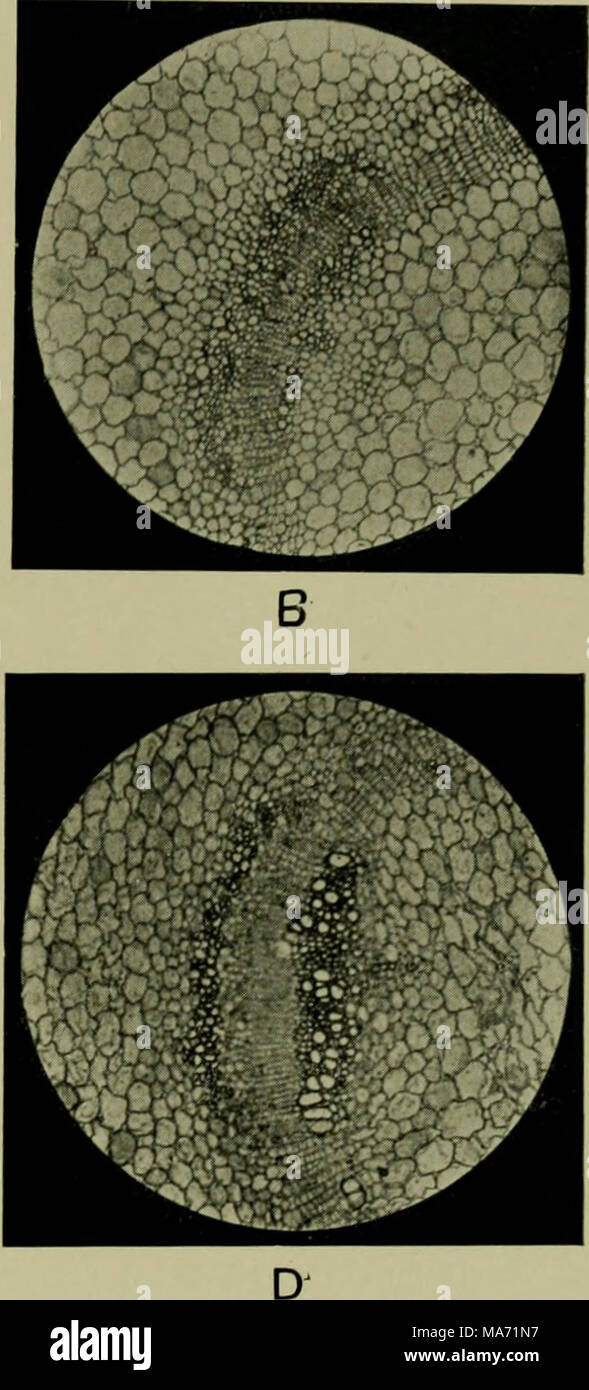 . Effects of the rays of radium on plants Stock Photo - Alamy