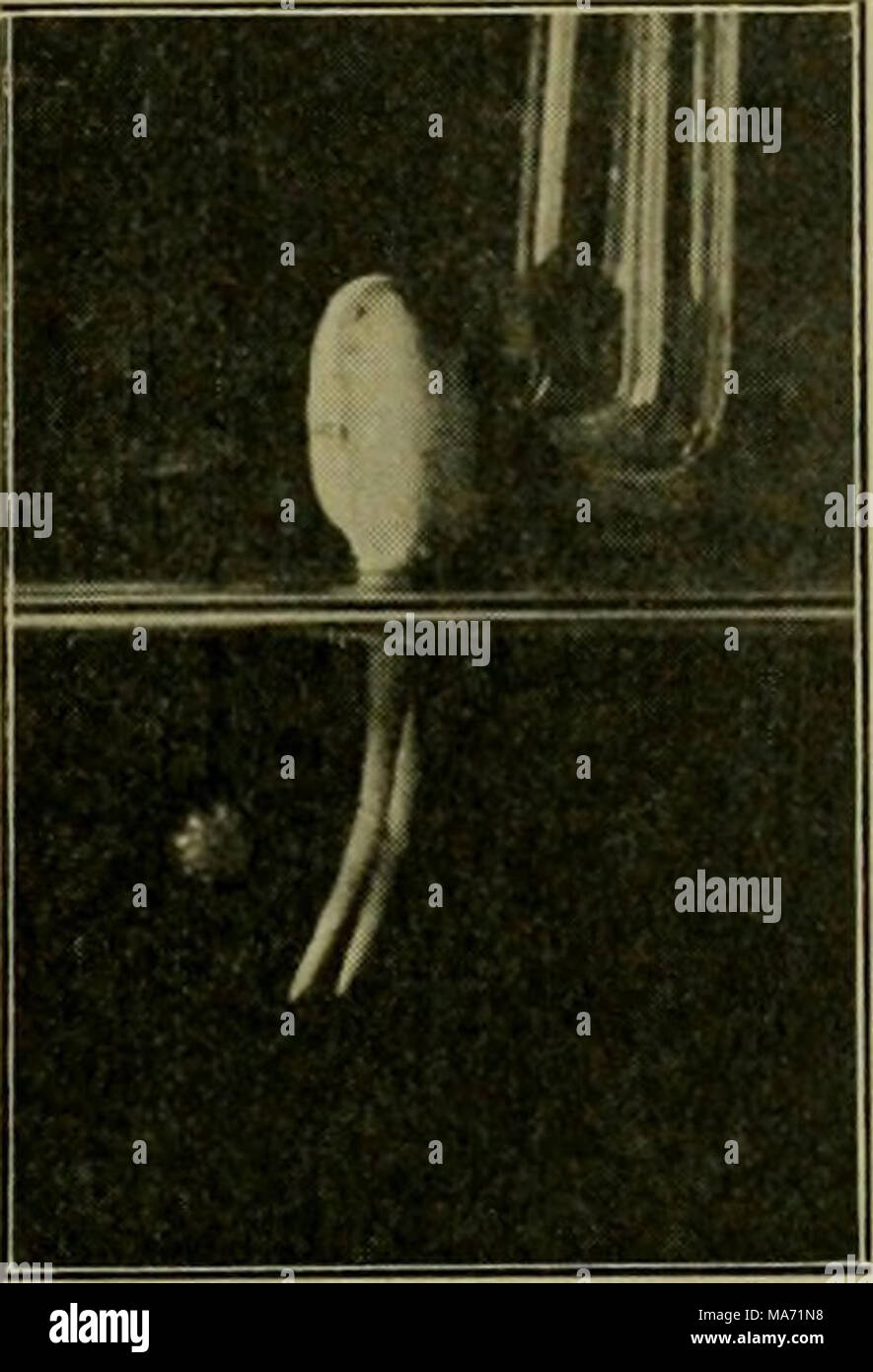 . Effects of the rays of radium on plants . Fig. 63. Fig. 64 ...