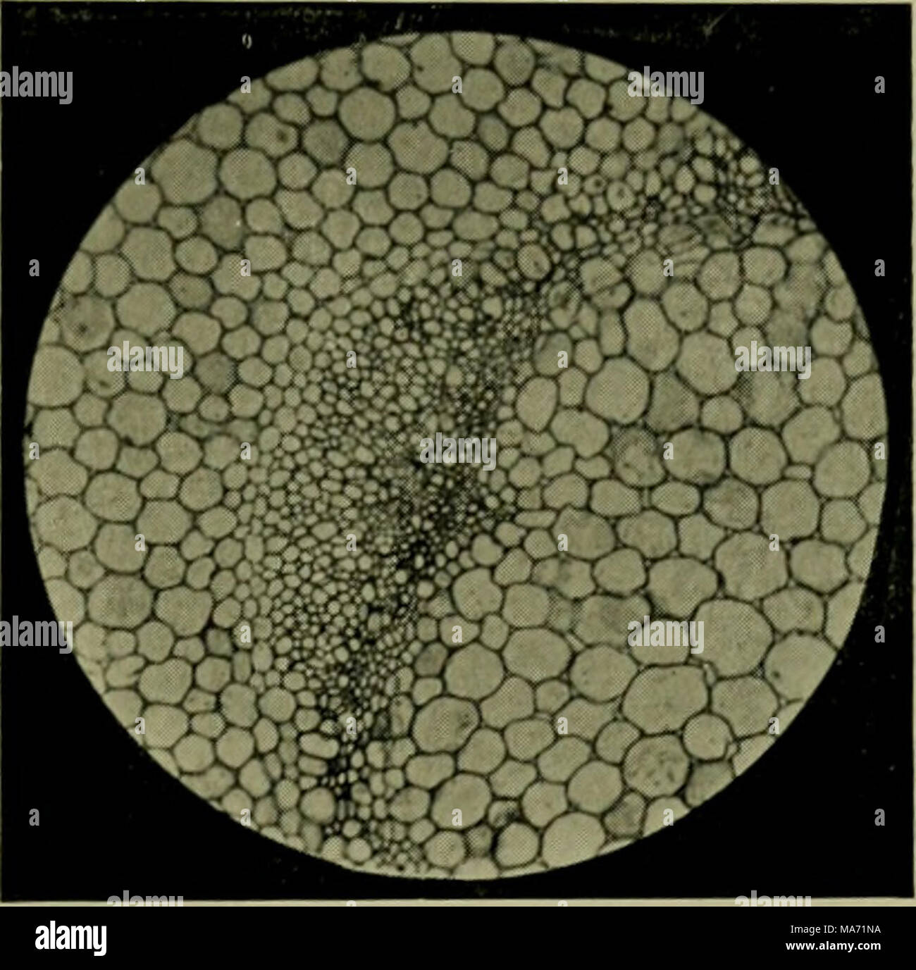 . Effects of the rays of radium on plants Stock Photo - Alamy