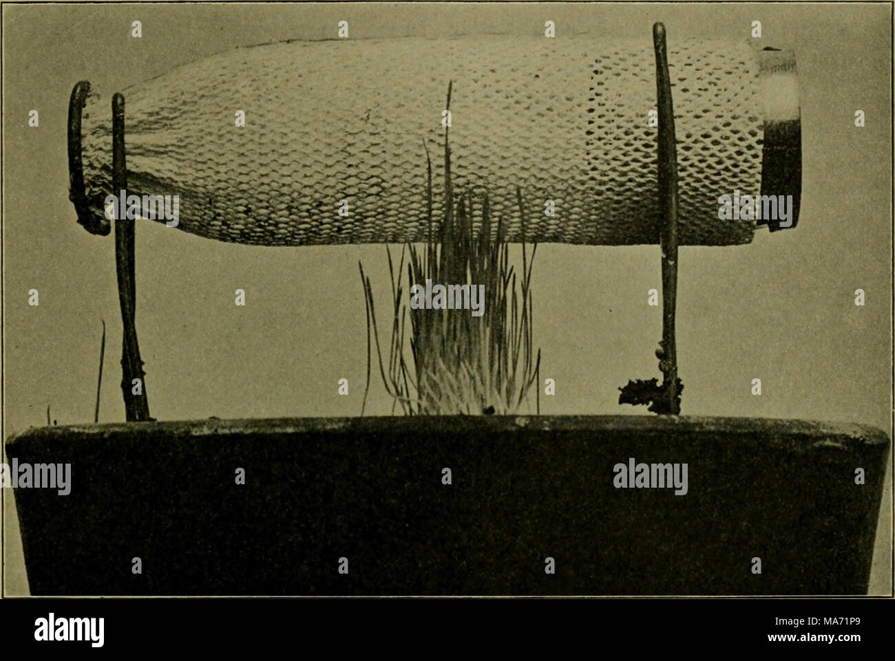 . Effects of the rays of radium on plants . Fig. 46. Experiment 65 ...