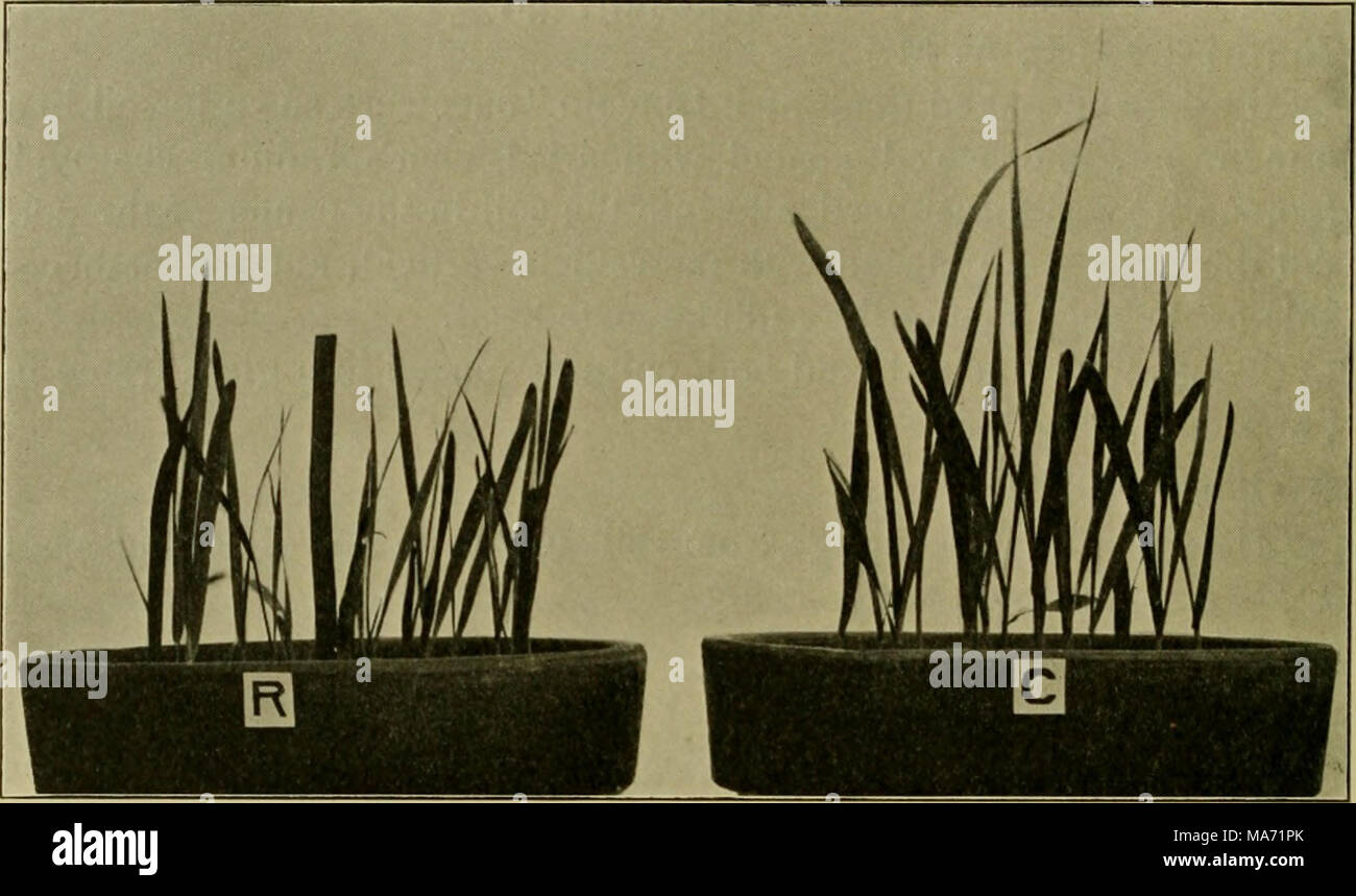 . Effects of the rays of radium on plants . Fig. 26. Experiment 36 ...