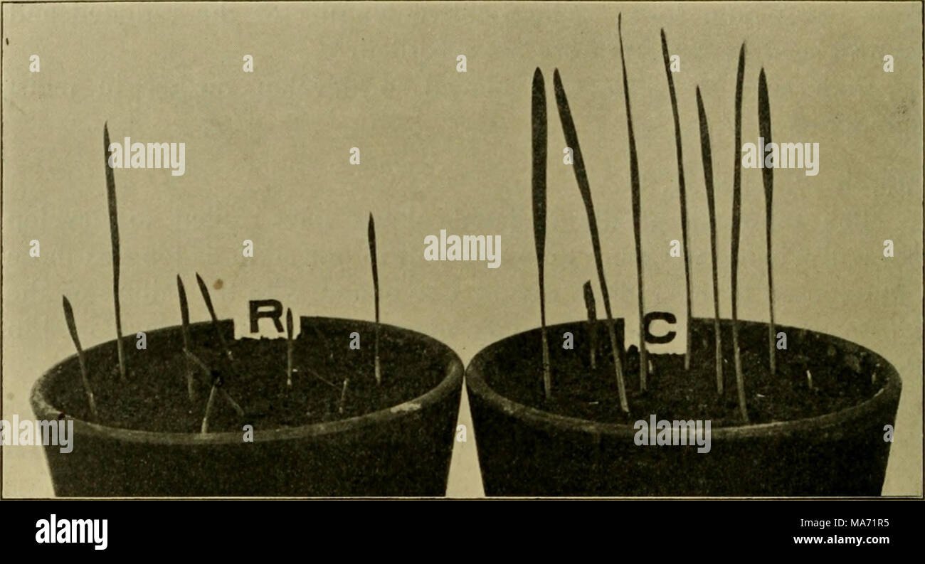 . Effects of the rays of radium on plants . Fig. 8. Experiment 2 ...