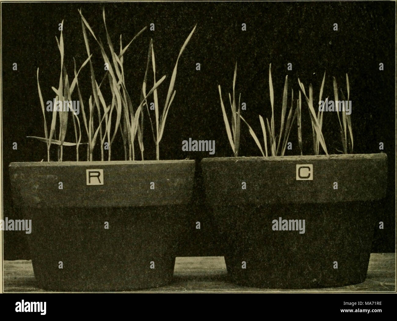 . Effects of the rays of radium on plants . Fig. 4. Experiment 5 ...