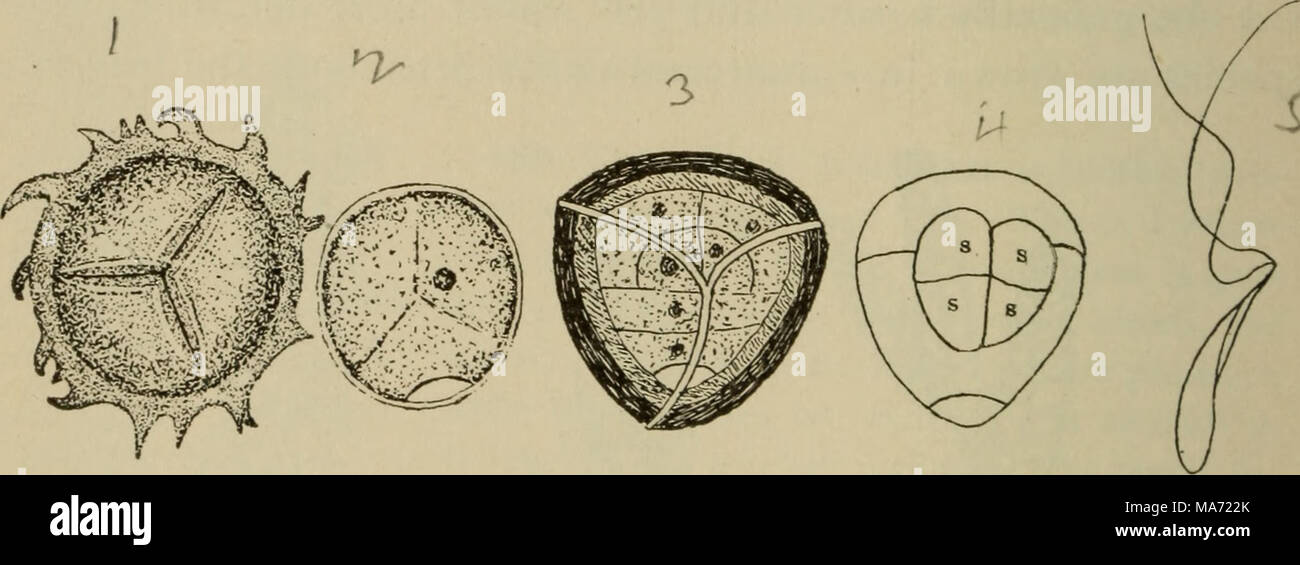 . Elementary botany . Fig. 244. Details of microspore and male ...