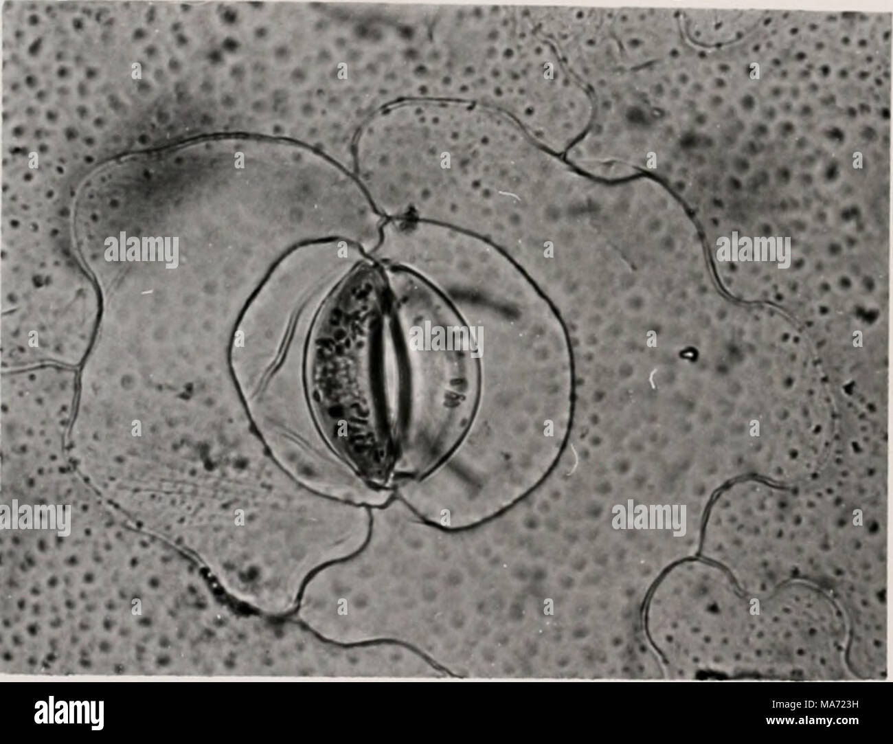 . Effects of mineral levels on physiology and morphology of plants ...