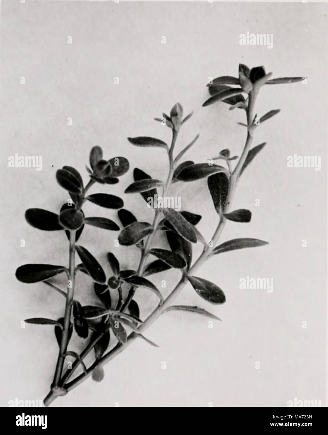 . Effects of mineral levels on physiology and morphology of plants ...