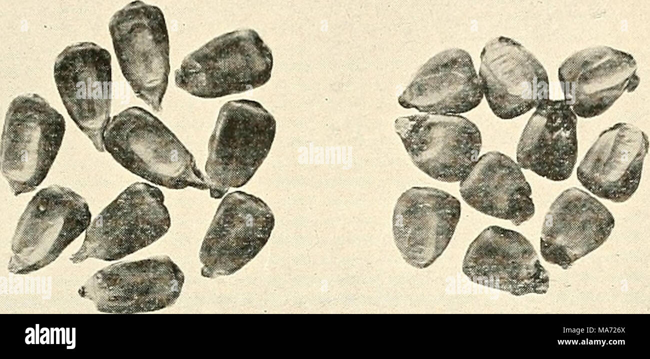 . The effects of inbreeding and crossbreeding upon development . a ...