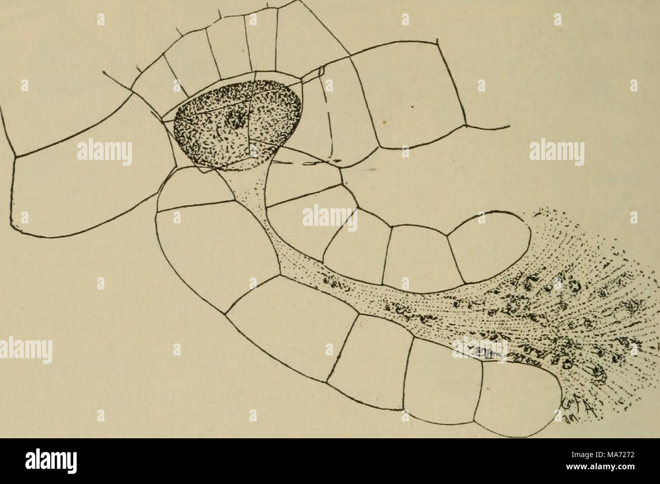 . Elementary botany . Fig. 226. Mature and open archegonium of fern ...