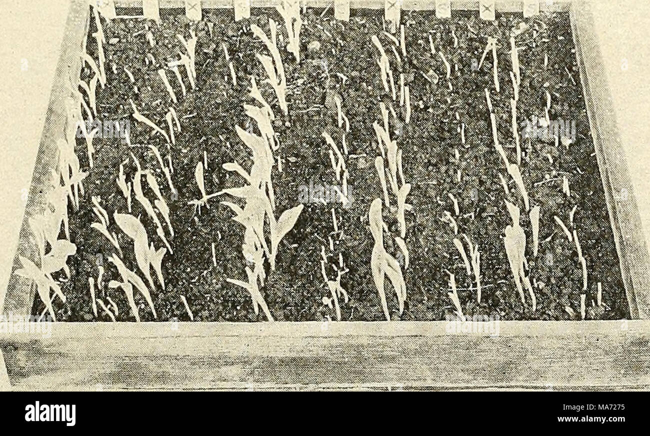 . The effects of inbreeding and crossbreeding upon development . b ...
