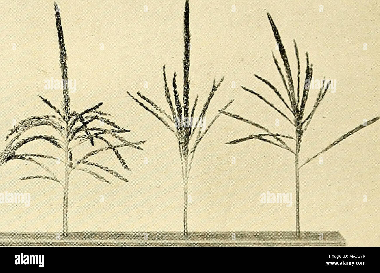 Four strains hi-res stock photography and images - Alamy