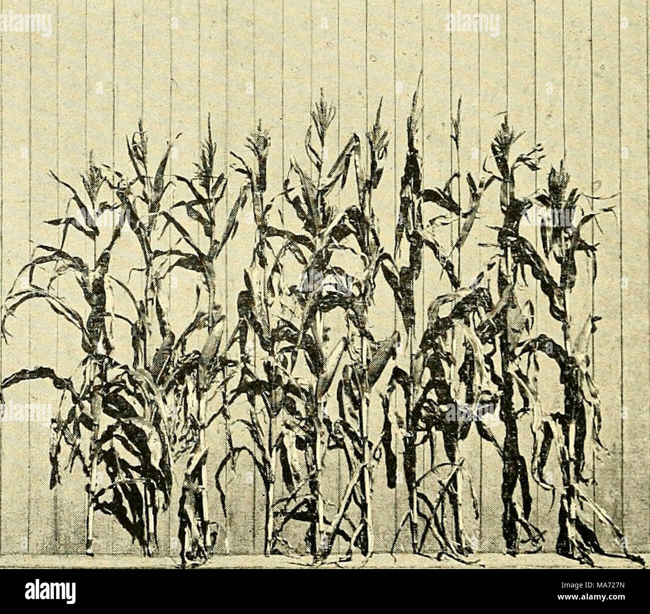 . The effects of inbreeding and crossbreeding upon development . b ...