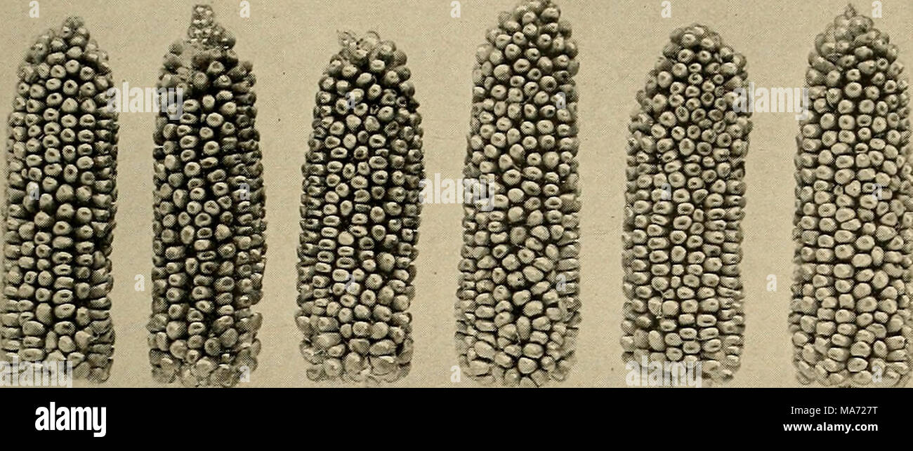 . The effects of inbreeding and crossbreeding upon development . a ...
