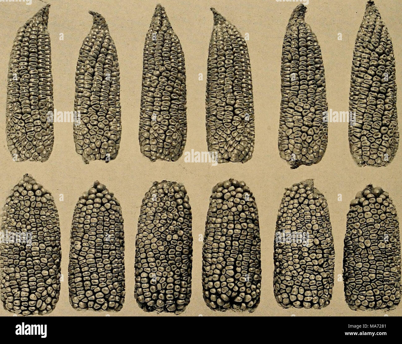 . The effects of inbreeding and crossbreeding upon development . b ...