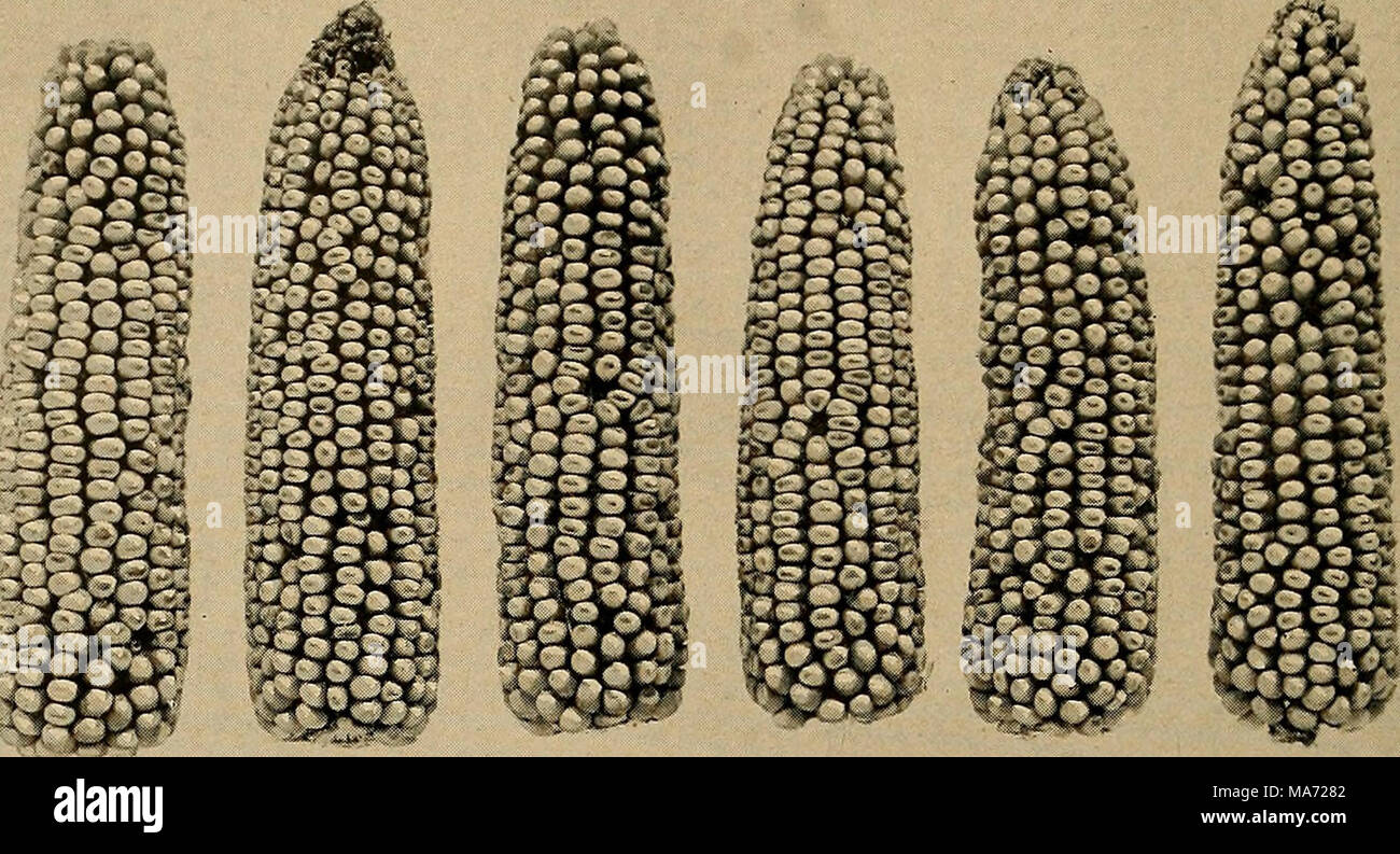 . The effects of inbreeding and crossbreeding upon development . a ...