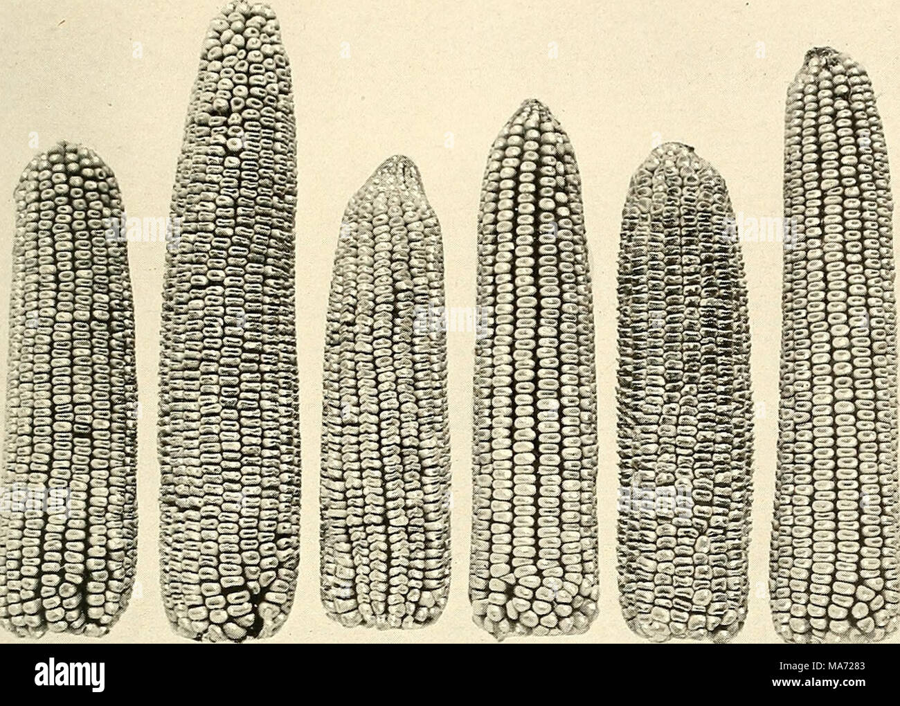 . The effects of inbreeding and crossbreeding upon development . a. A ...