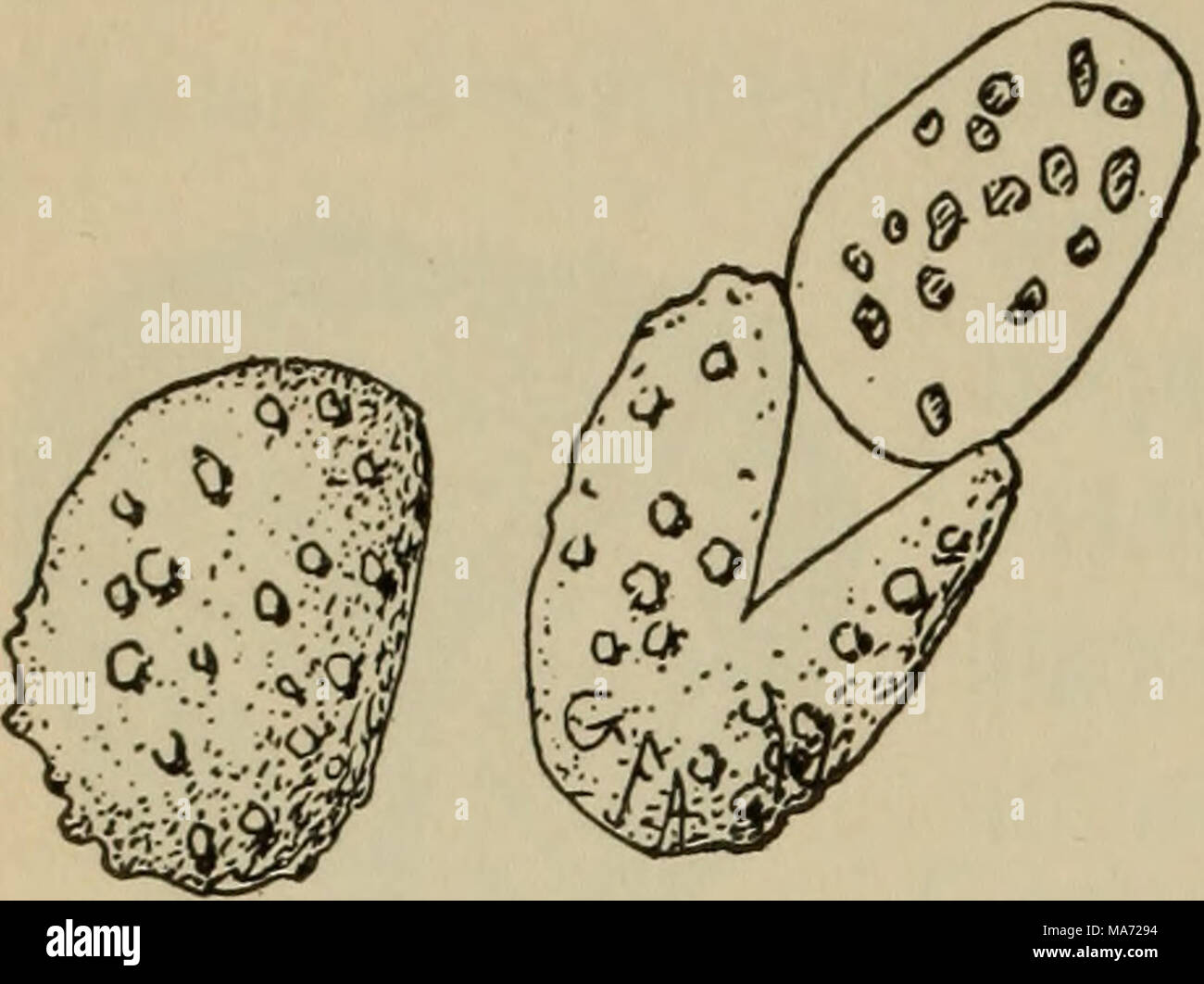 Fern Sori Under Microscope