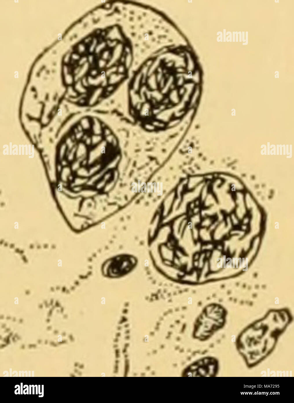 . The effects of inanition and malnutrition upon growth and structure ...
