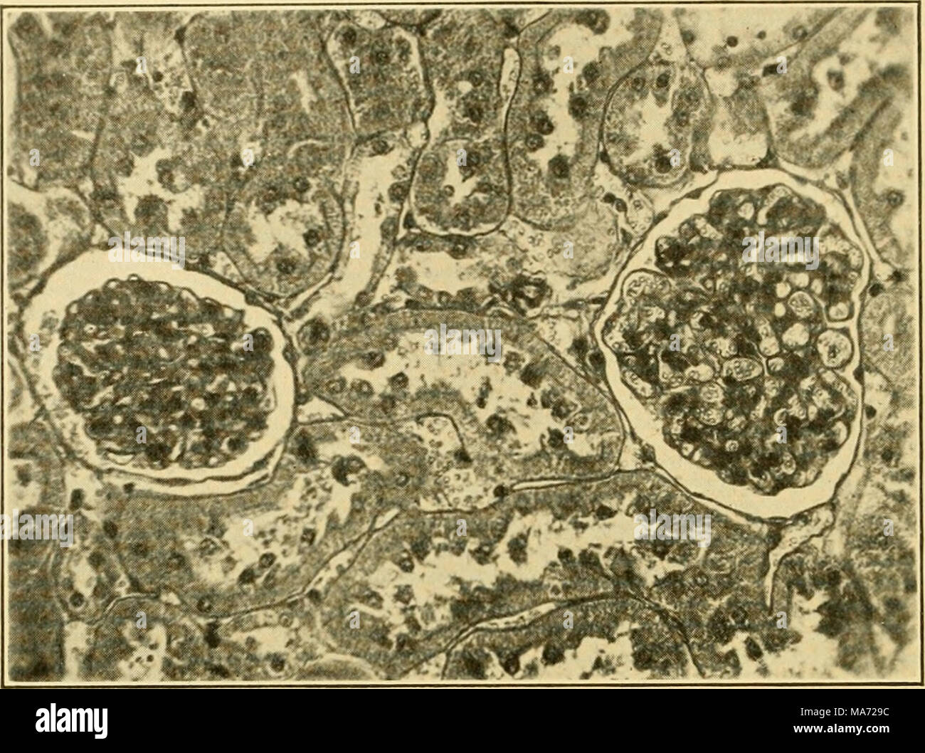 . The effects of inanition and malnutrition upon growth and structure ...