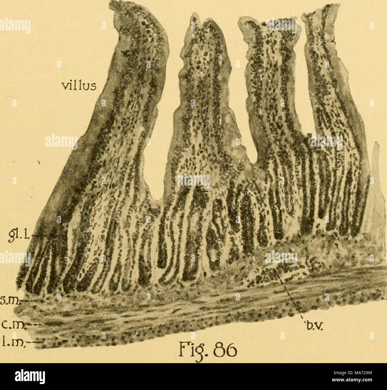 . The effects of inanition and malnutrition upon growth and structure ...