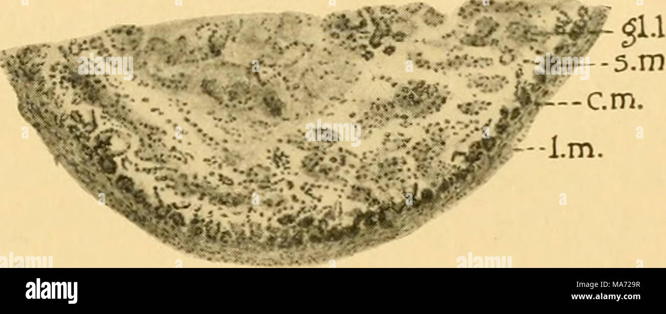 . The effects of inanition and malnutrition upon growth and structure ...