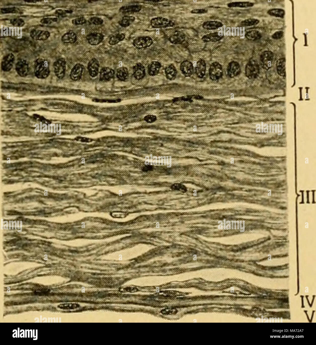 . The effects of inanition and malnutrition upon growth and structure ...