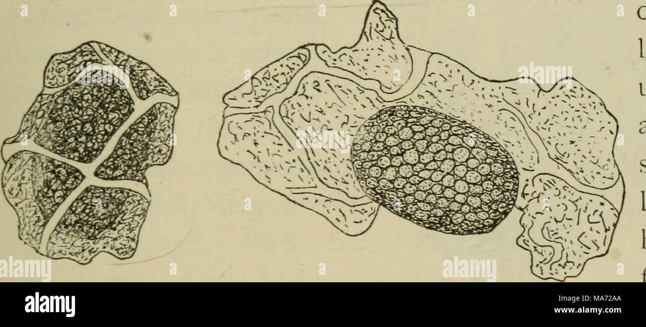 Endospore hi-res stock photography and images - Alamy