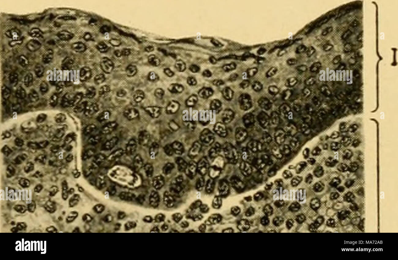 . The effects of inanition and malnutrition upon growth and structure ...