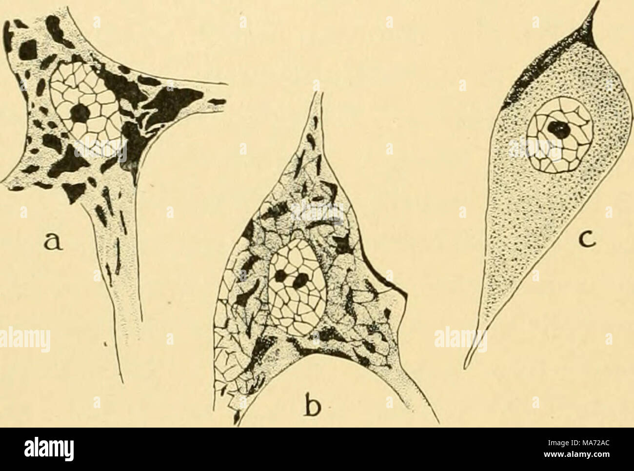 . The effects of inanition and malnutrition upon growth and structure ...