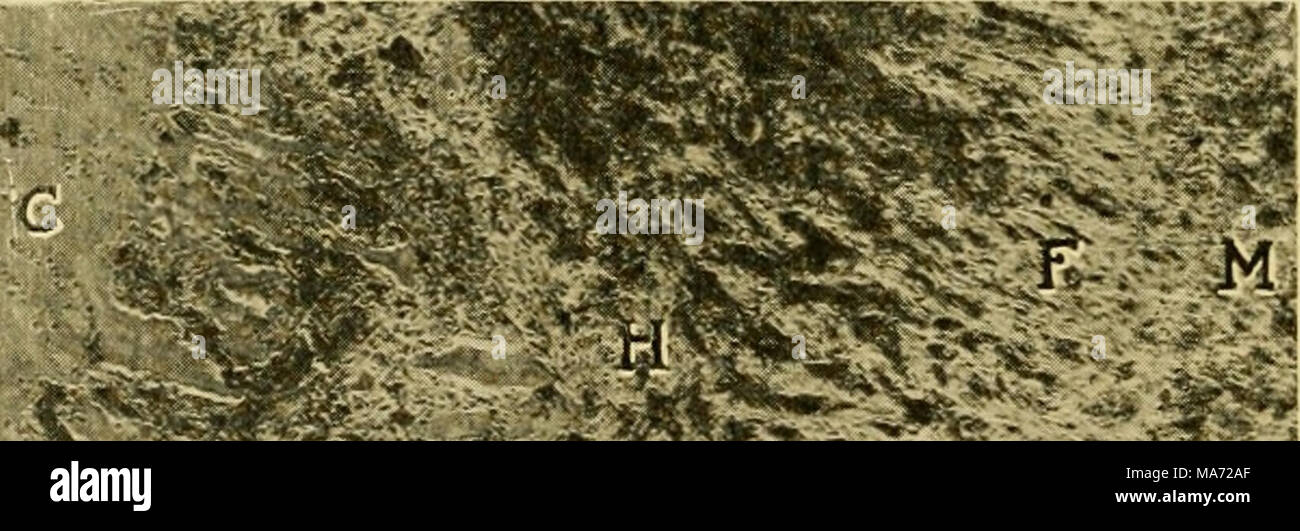 . The effects of inanition and malnutrition upon growth and structure ...