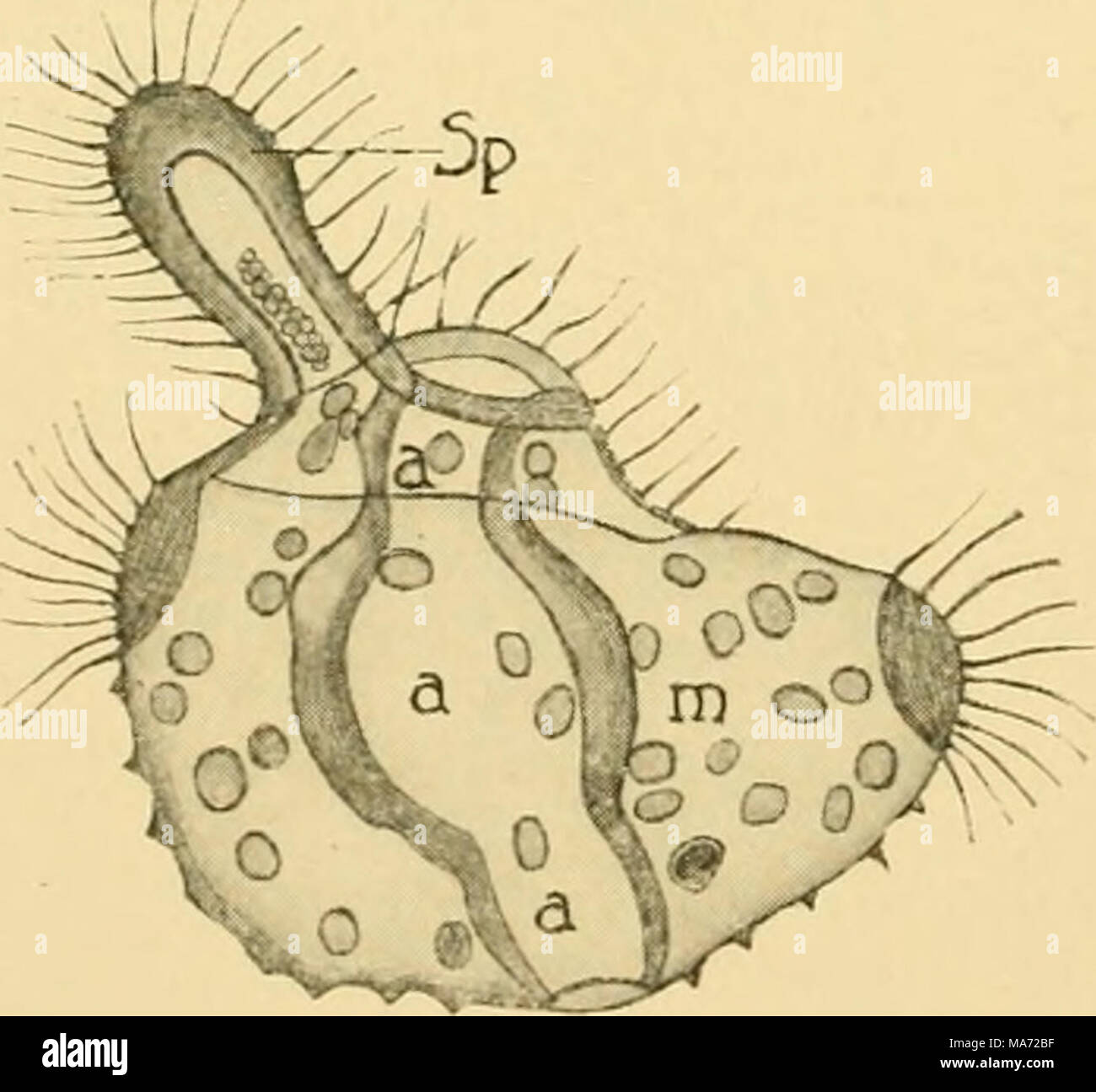 . The effects of inanition and malnutrition upon growth and structure ...