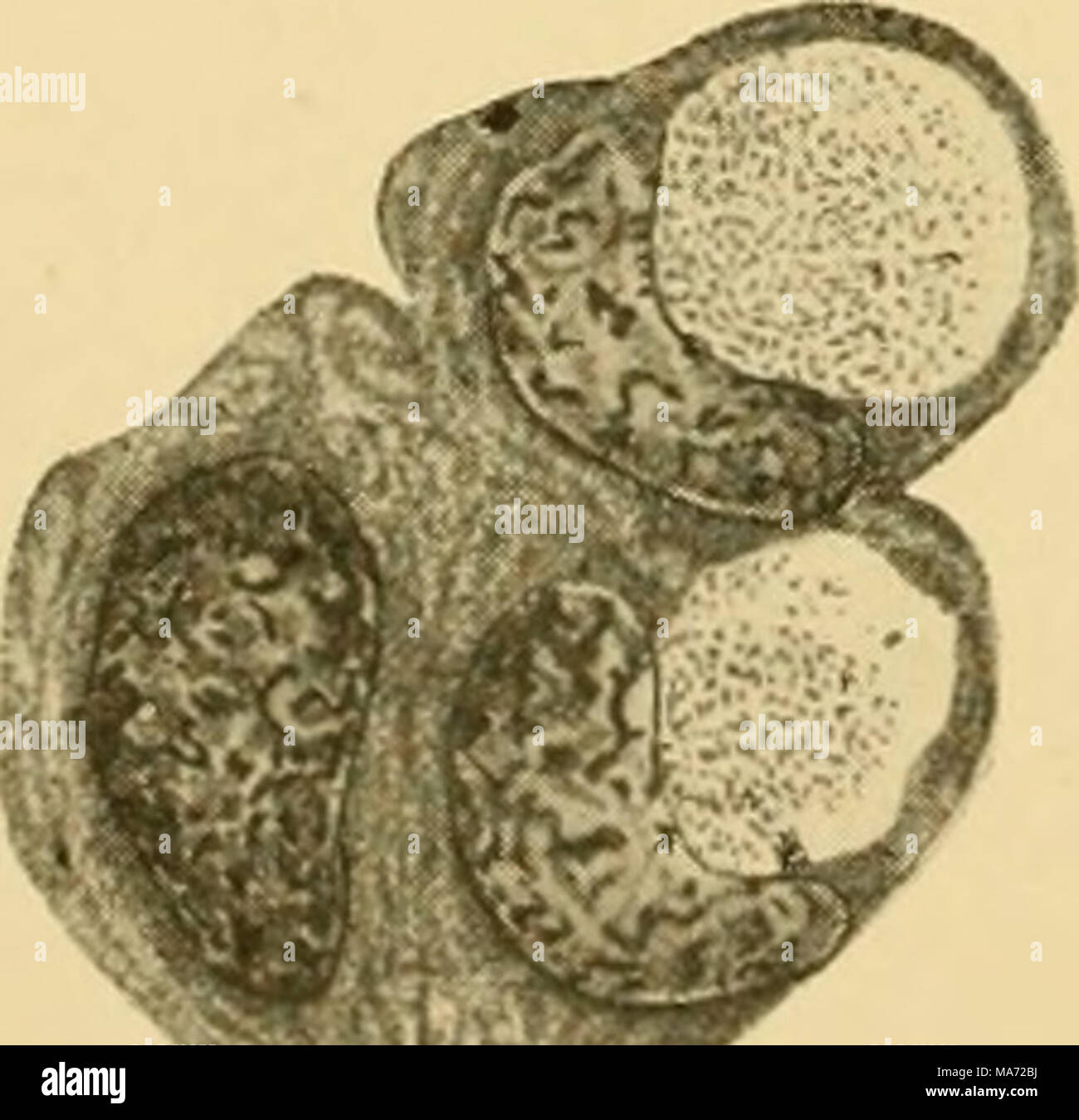 . The effects of inanition and malnutrition upon growth and structure ...