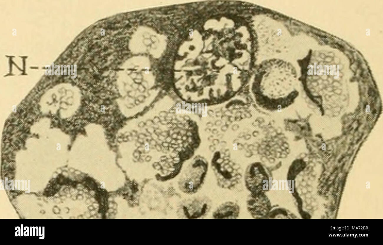 . The effects of inanition and malnutrition upon growth and structure ...