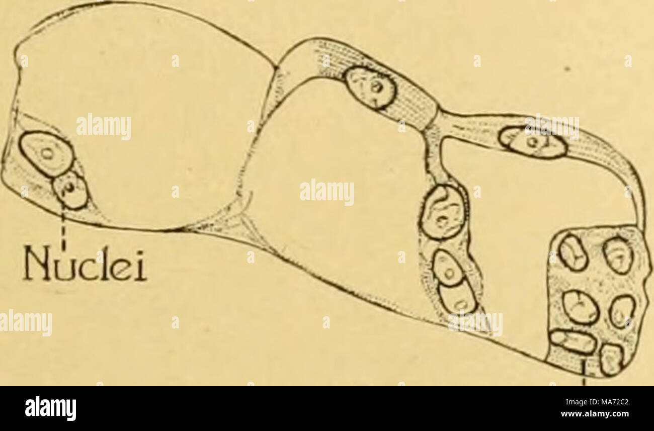 . The effects of inanition and malnutrition upon growth and structure ...