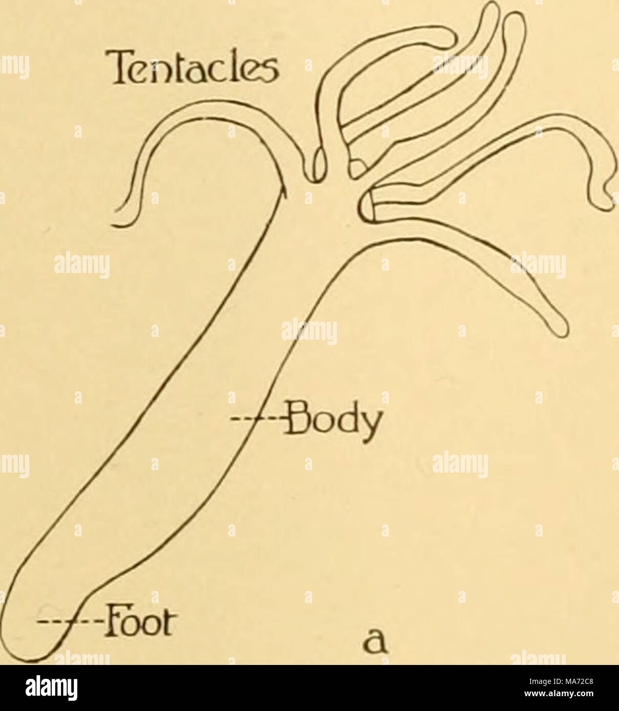 . The effects of inanition and malnutrition upon growth and structure ...