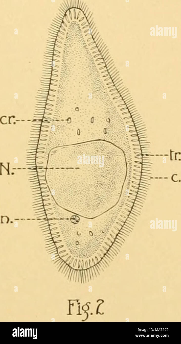 . The effects of inanition and malnutrition upon growth and structure ...