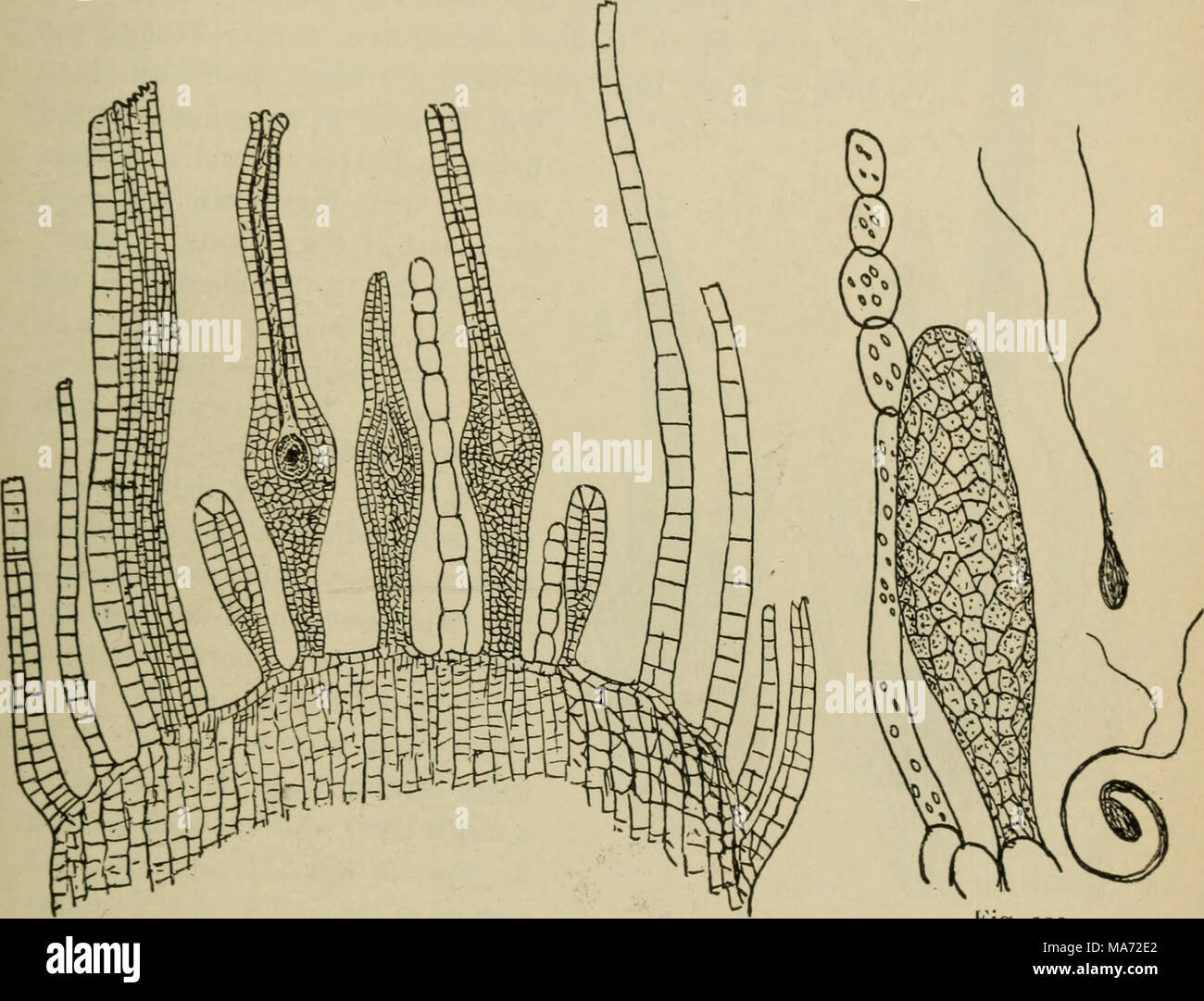 Paraphysis hi-res stock photography and images - Alamy