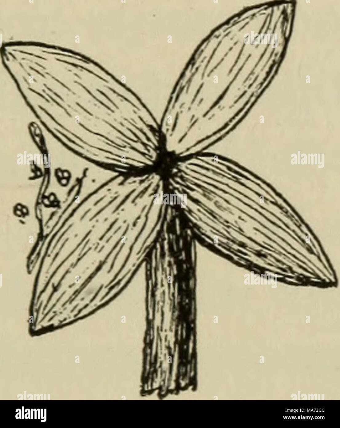 . Elementary botany . Fig. 194. Capsule parted down to the stalk Stock ...