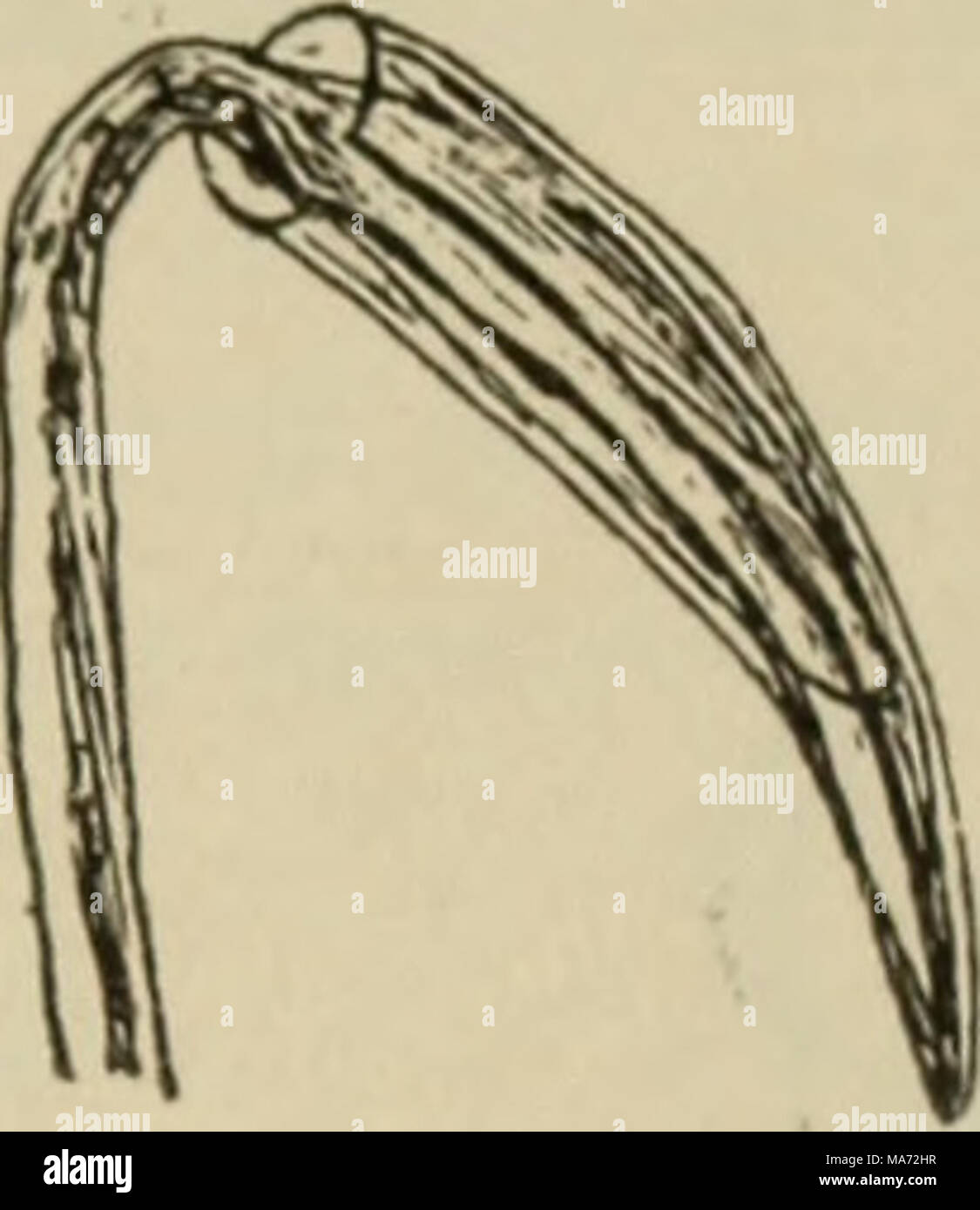 . Elementary botany . the capsule, and in this capsule are borne the ...