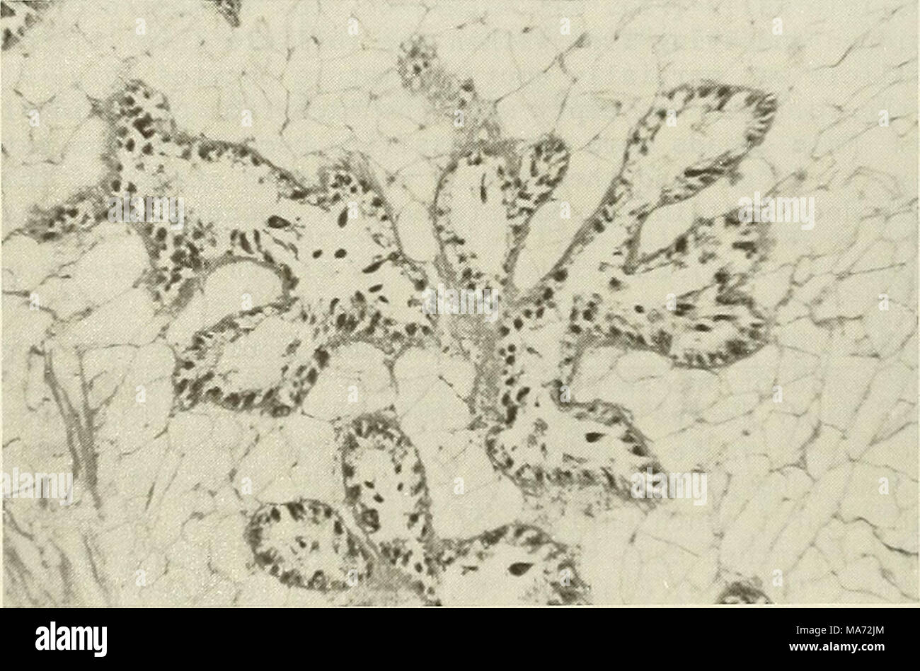 . Effects of engineering activities on the ecology of Pismo clams ...